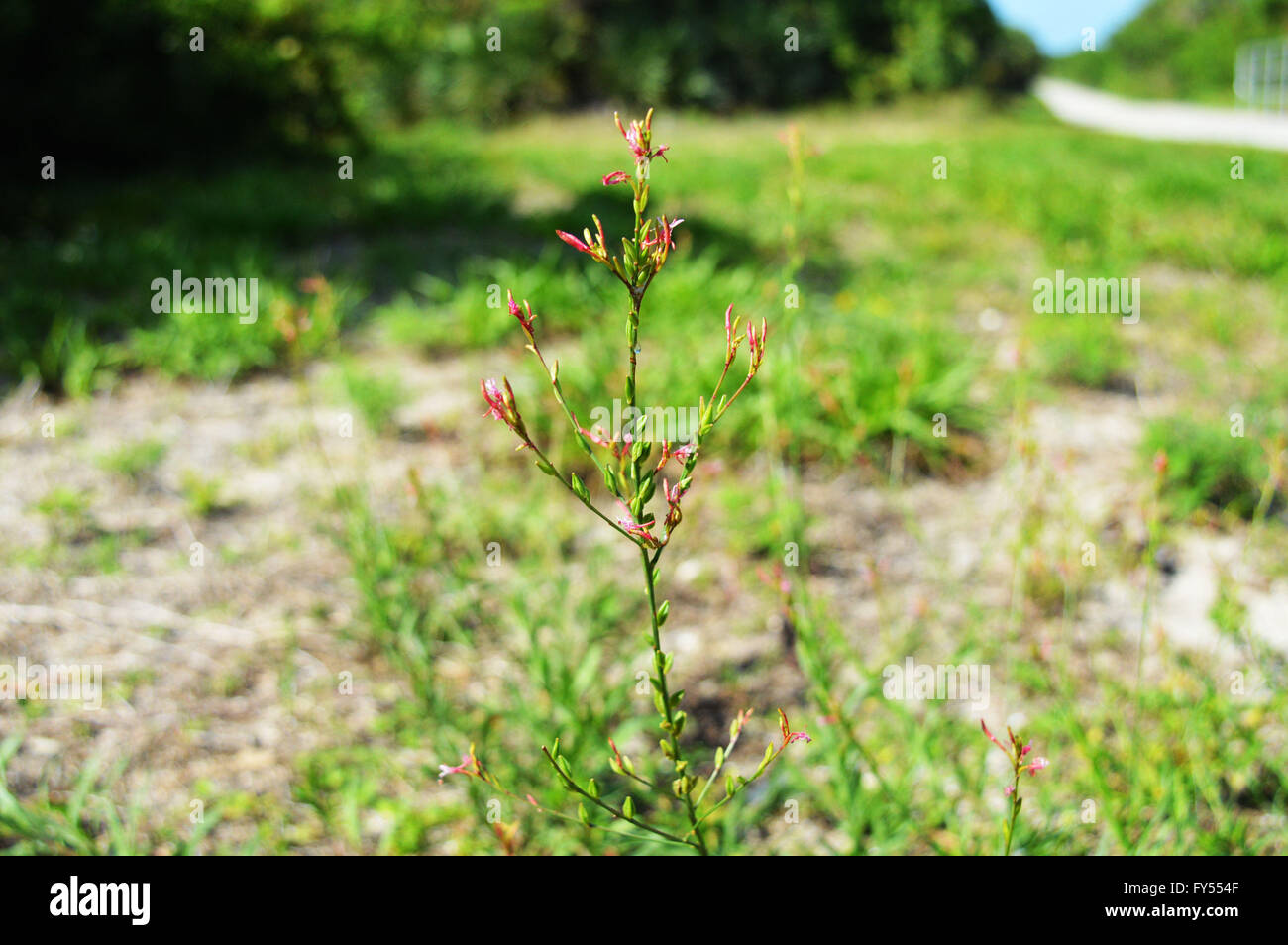 Young Budding Plant Stock Photo - Alamy