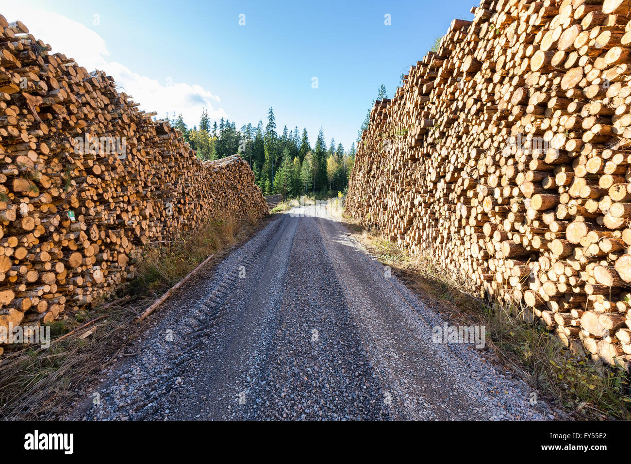 Timber waiting to be collected, Liesjärvi national park, Tammela ...