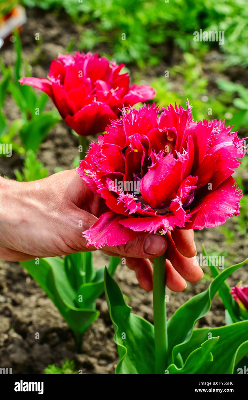 human hand taking care of her flowers in the garden Stock Photo - Alamy