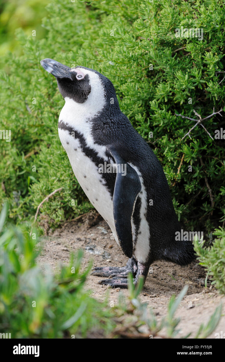 Native penguin species hi-res stock photography and images - Alamy