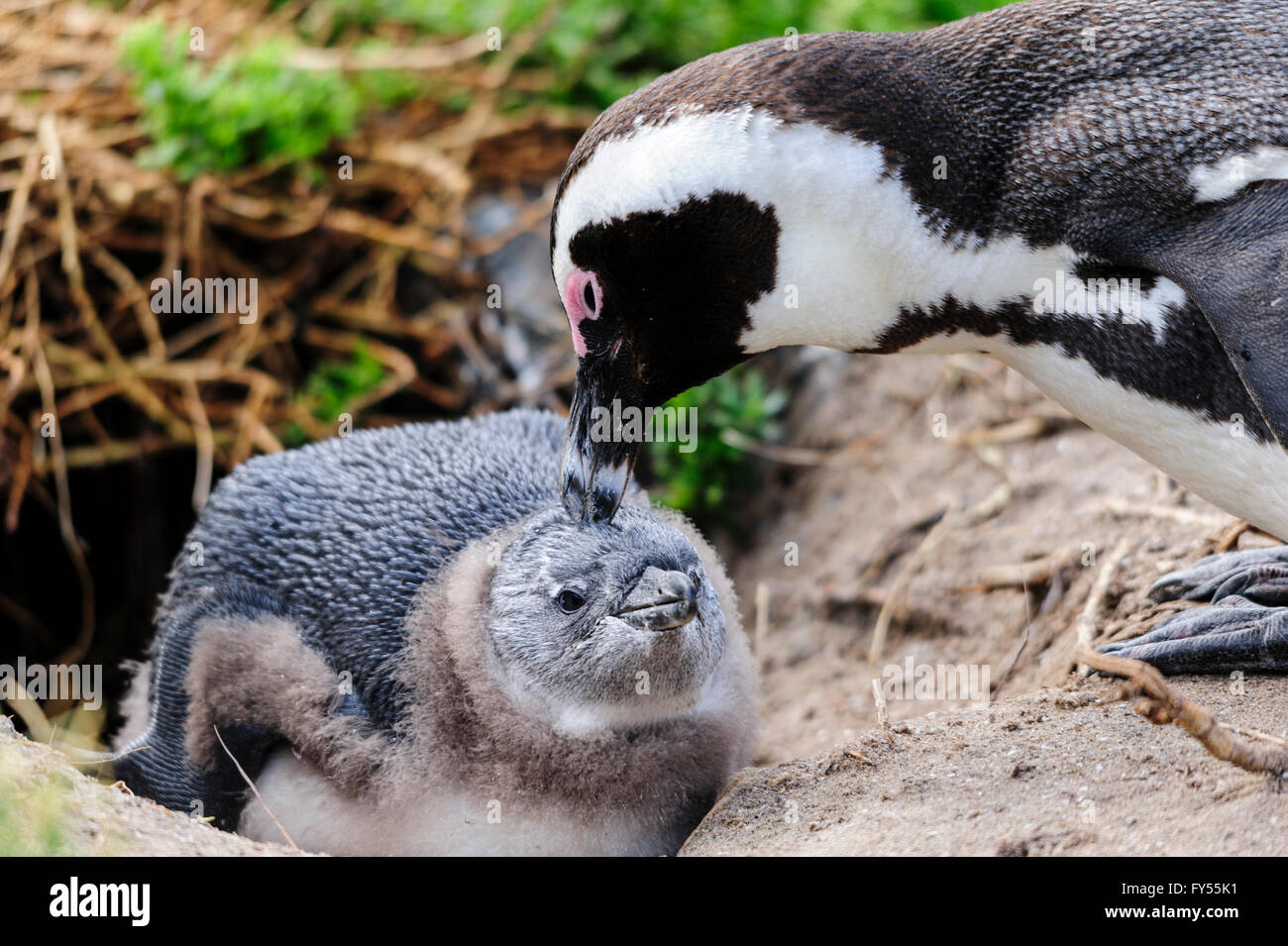 Baby African Penguins
