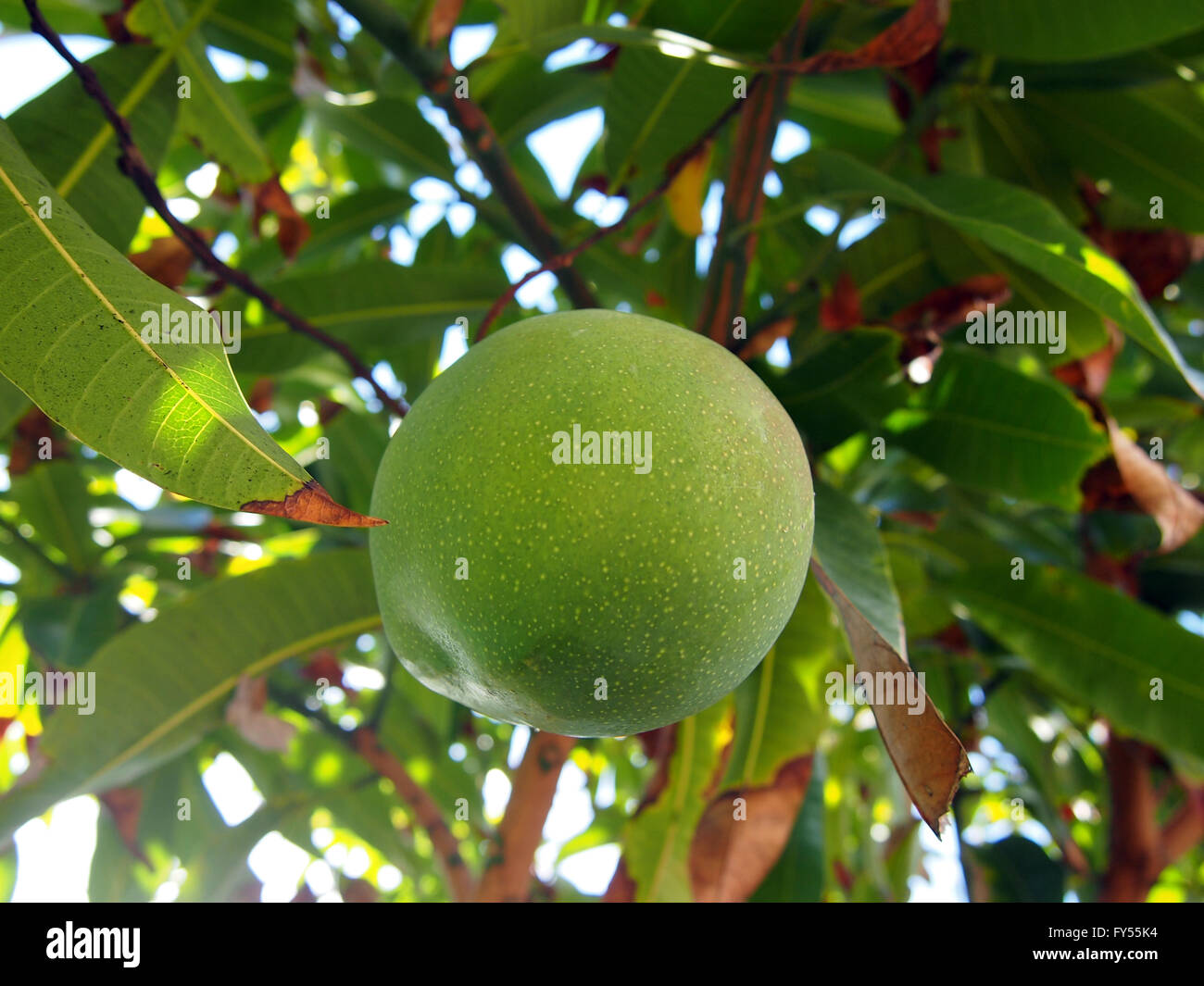 Looking upwards at a Green mango hangs from tree Stock Photo - Alamy