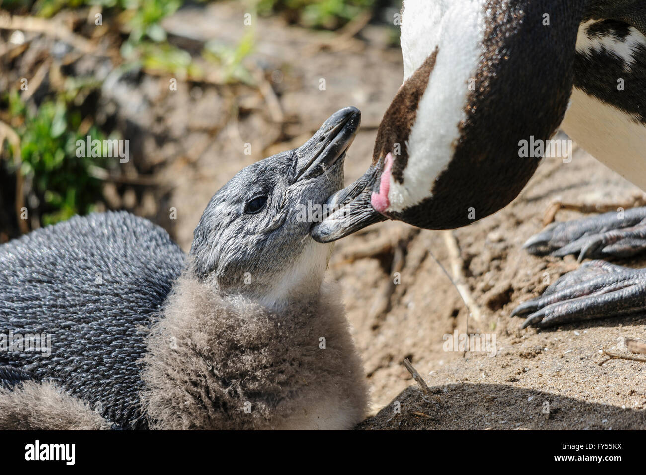 Baby African Penguin (Spheniscus demersus), also known as the Black ...