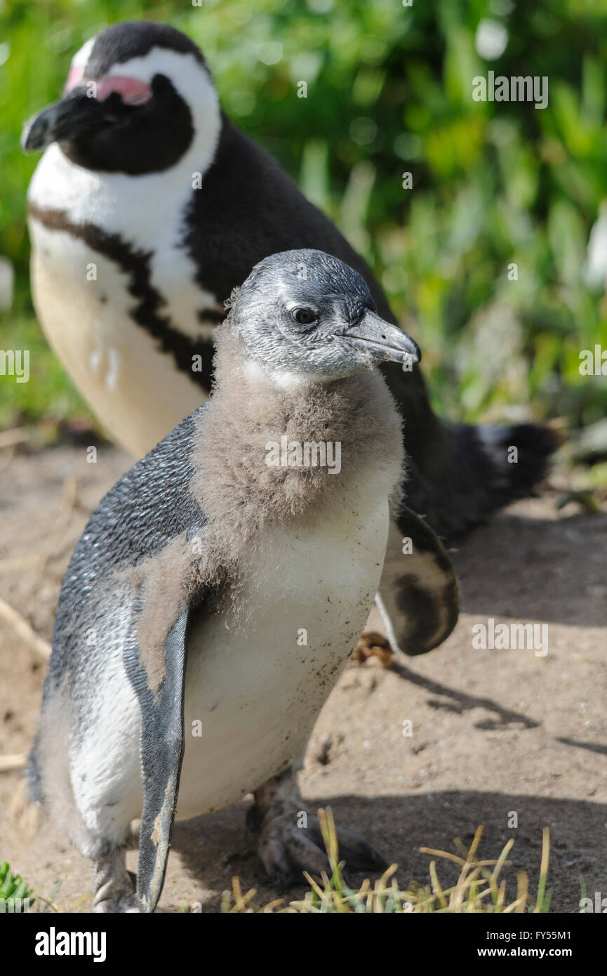 Baby African Penguin (Spheniscus demersus), with his mother (background ...