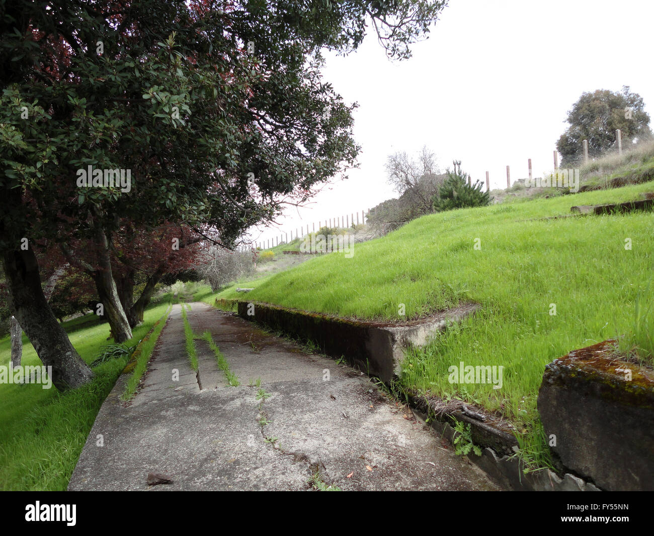 Cracked pathway lined with tall trees leading down to the historic ...