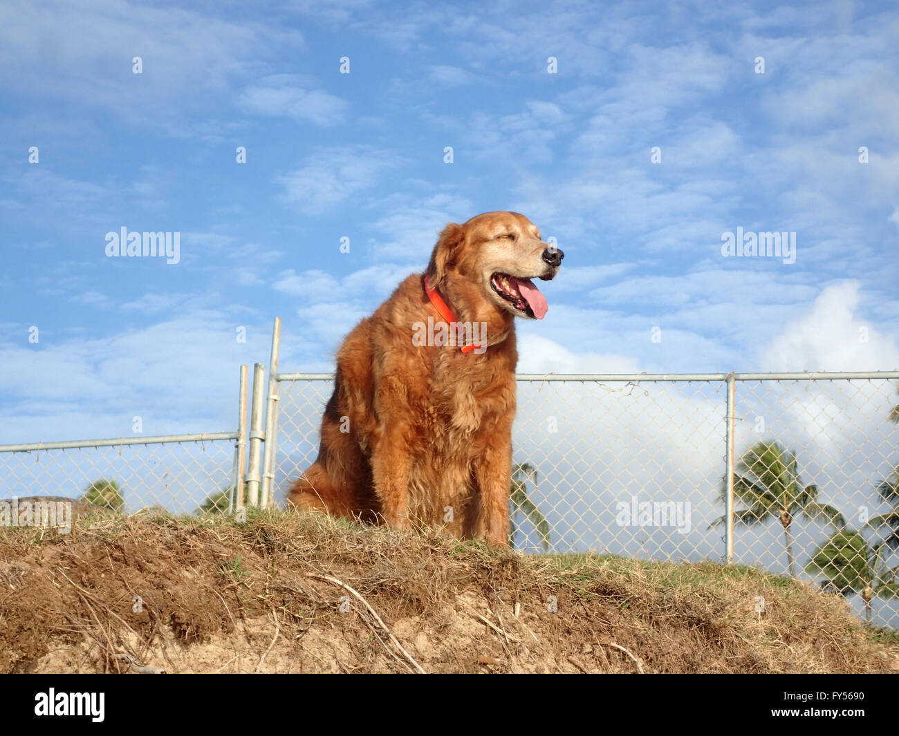 Golden Retriever Dog closes eyes as he hangs out on top of sand bluff ...