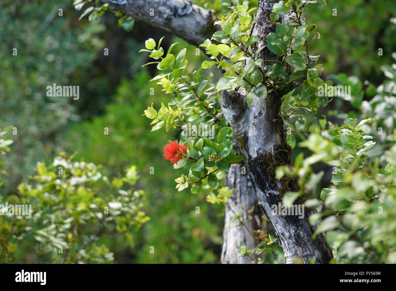 Ohia lehua blossom hi-res stock photography and images - Alamy