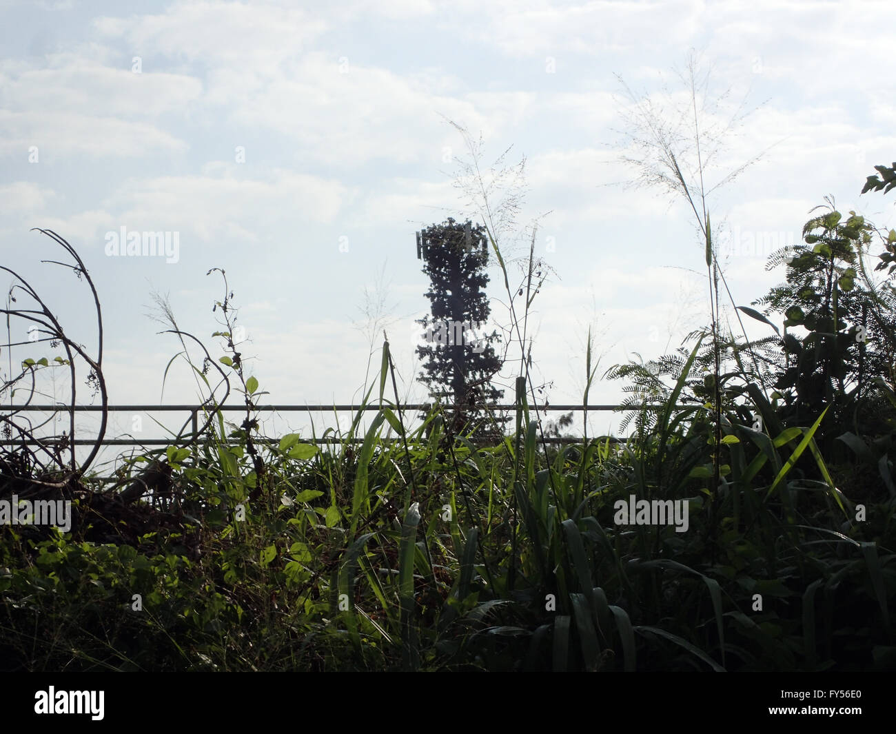 Telecommunication Cell tower mast as a tree seen behind tall grass and ...