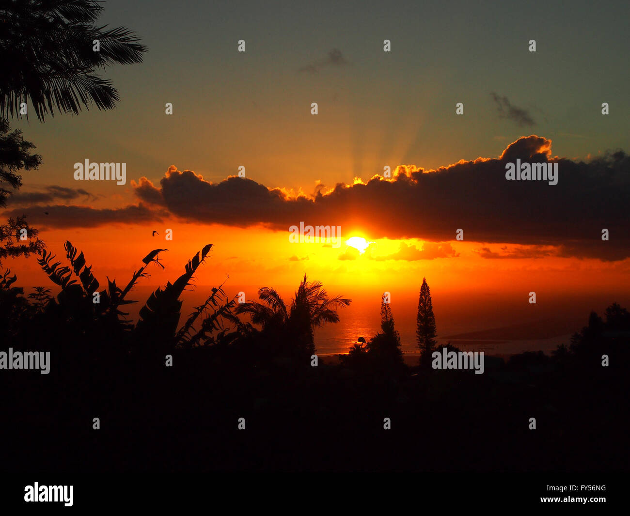 Sunset past tropical silhouette of trees through the clouds over the ...