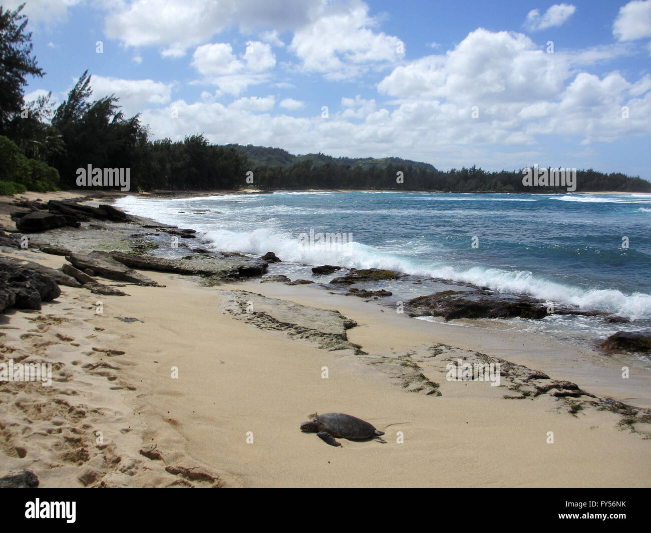 Turtle rest on beach as waves crash at Turtle Bay with trees lining the ...