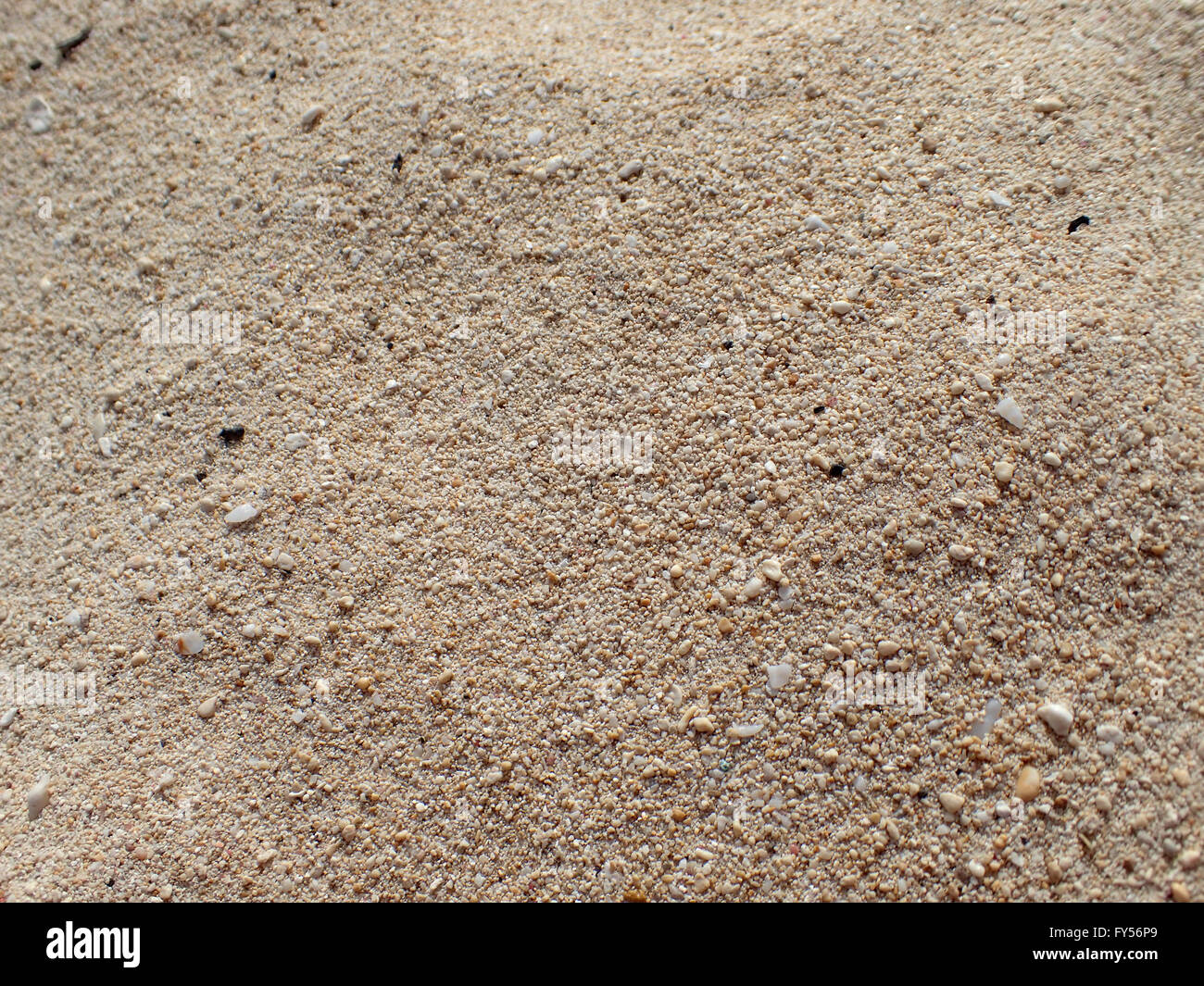 Grains of Oahu Beach Sand and shells Stock Photo - Alamy