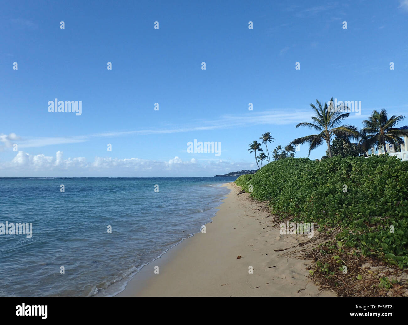 Coconut Trees and napakaa plants line Kahala Beach with sparse clouds ...