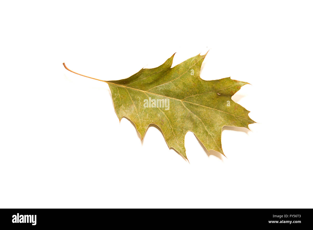 Autumn season acorn Cut Out Stock Images & Pictures - Alamy