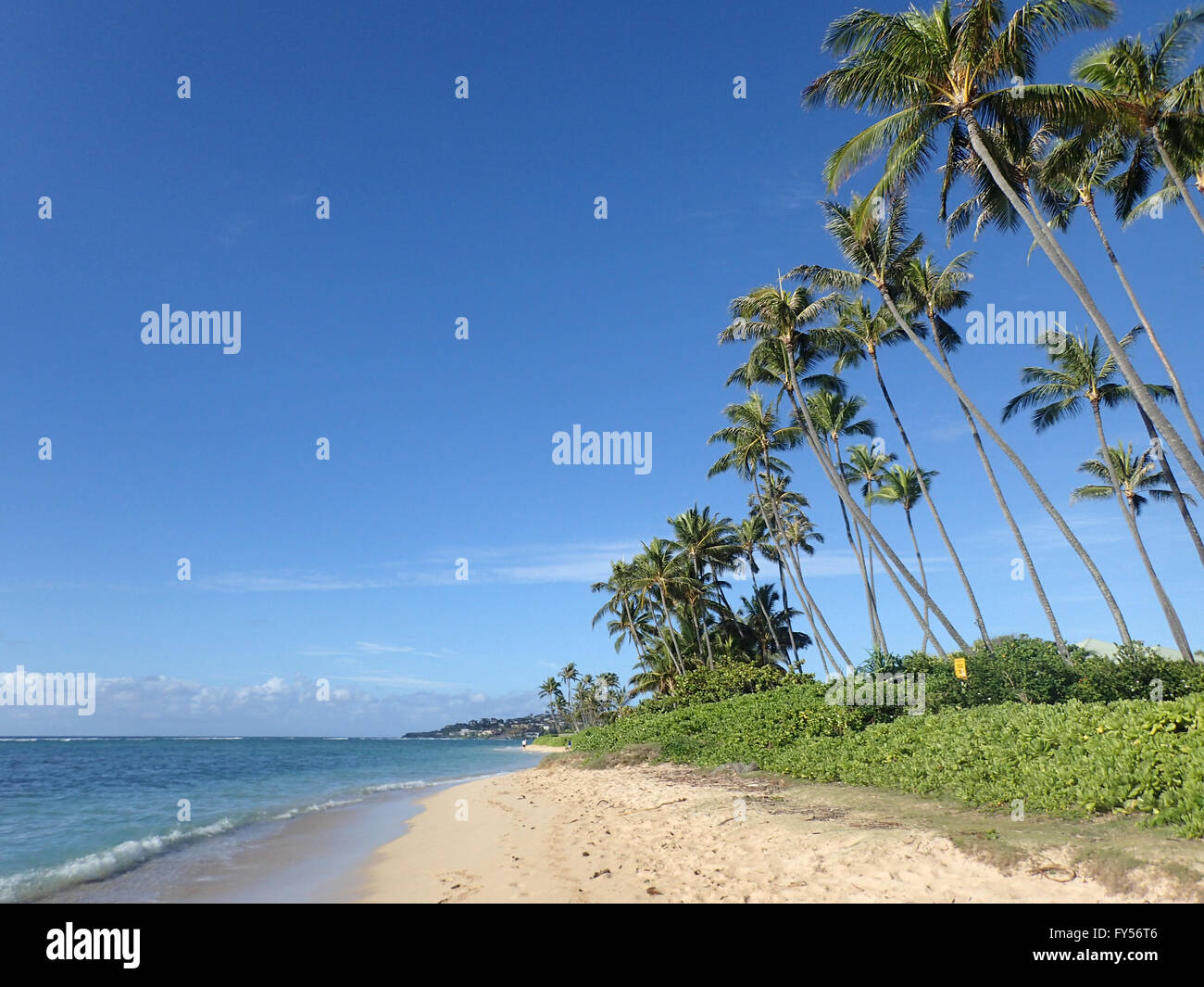 Coconut Trees and napakaa plants line Kahala Beach with sparse clouds ...