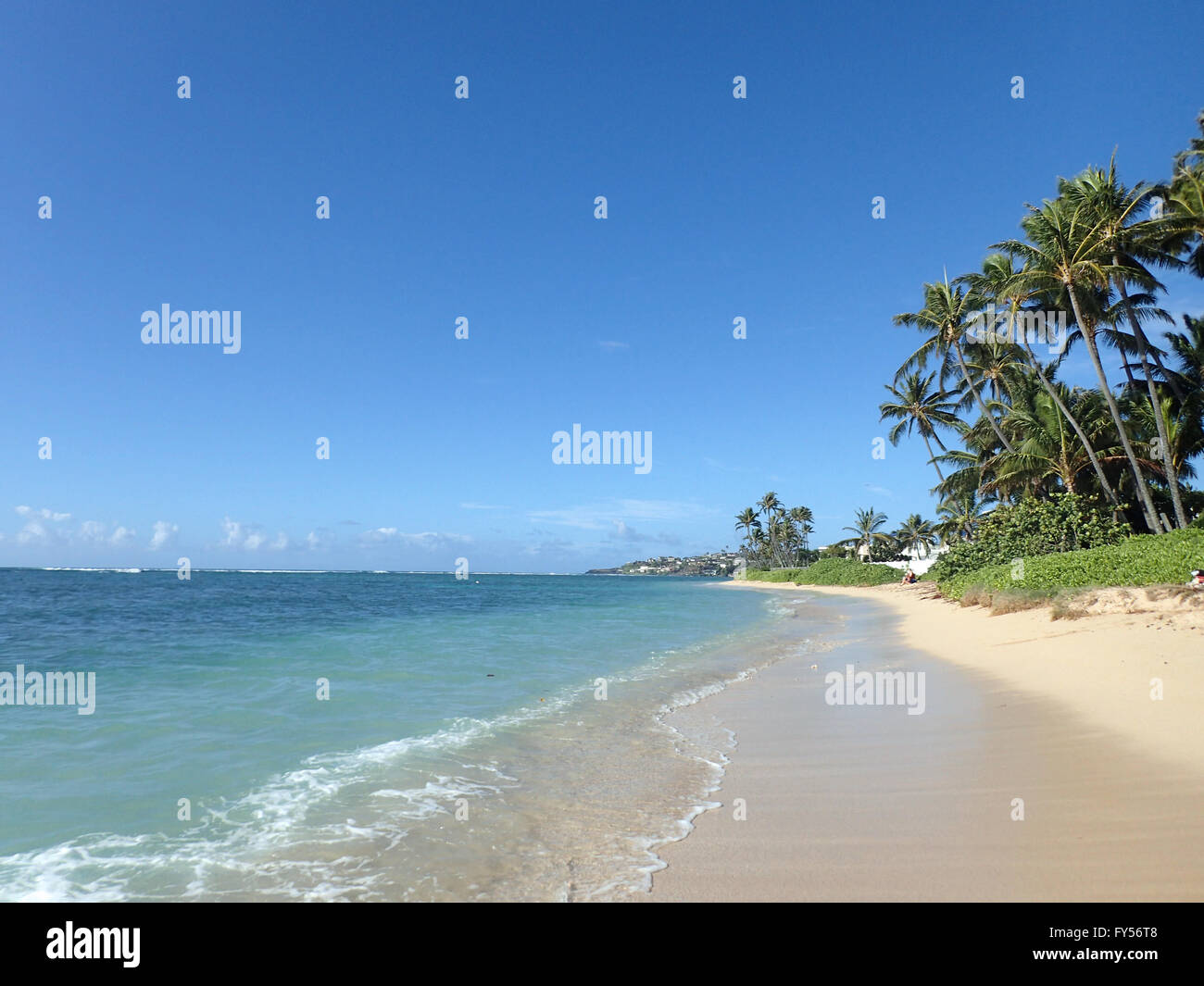 Coconut Trees and napakaa plants line Kahala Beach as waves lap beach ...