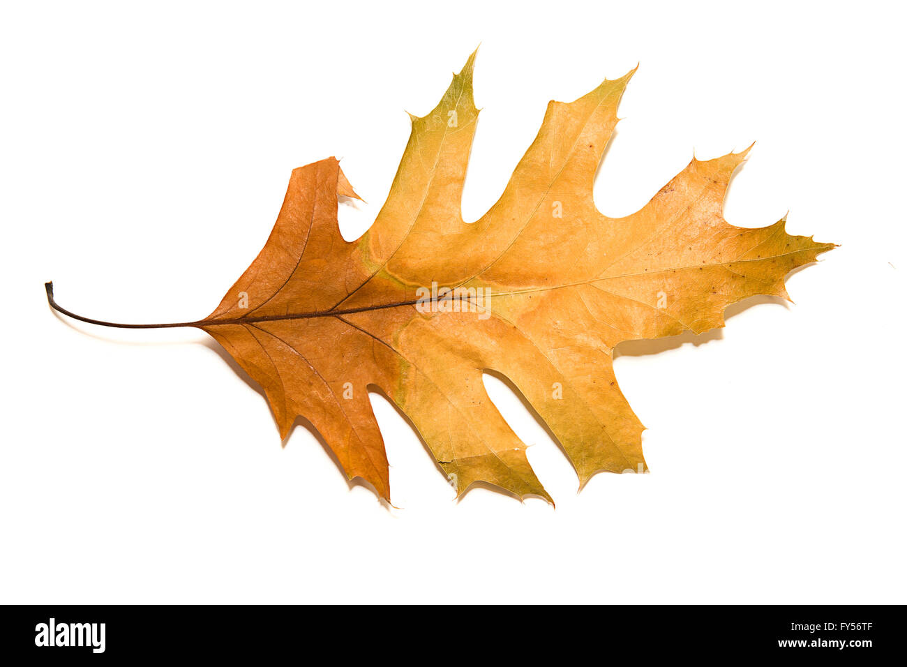Autumn season acorn leaf Cut Out Stock Images & Pictures - Alamy