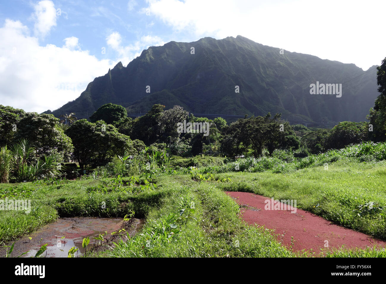 Historic wet kalo hi-res stock photography and images - Alamy