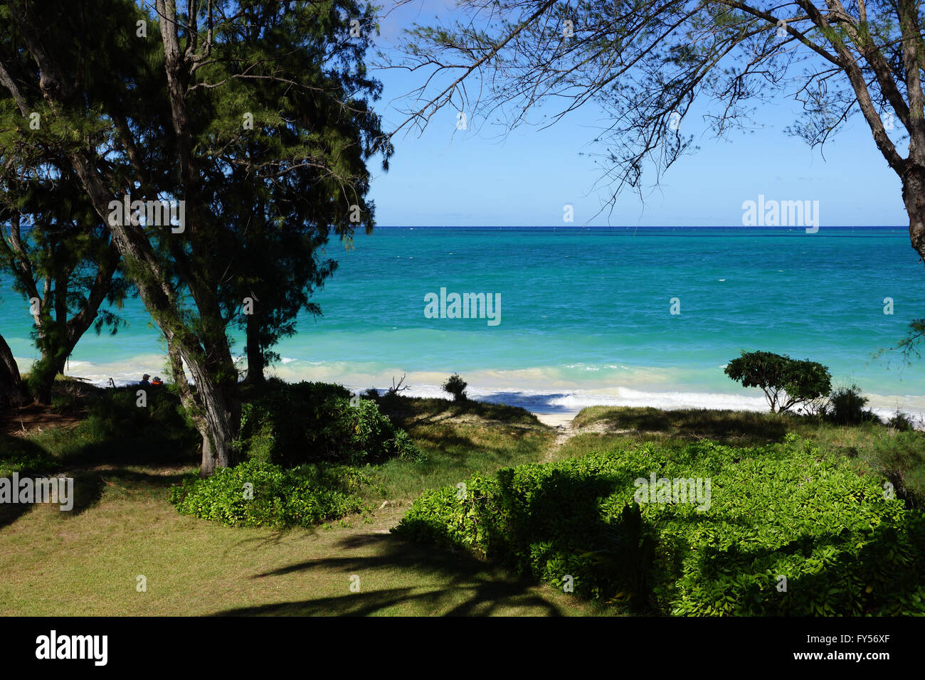 Path leading beach palm tree hi-res stock photography and images - Alamy