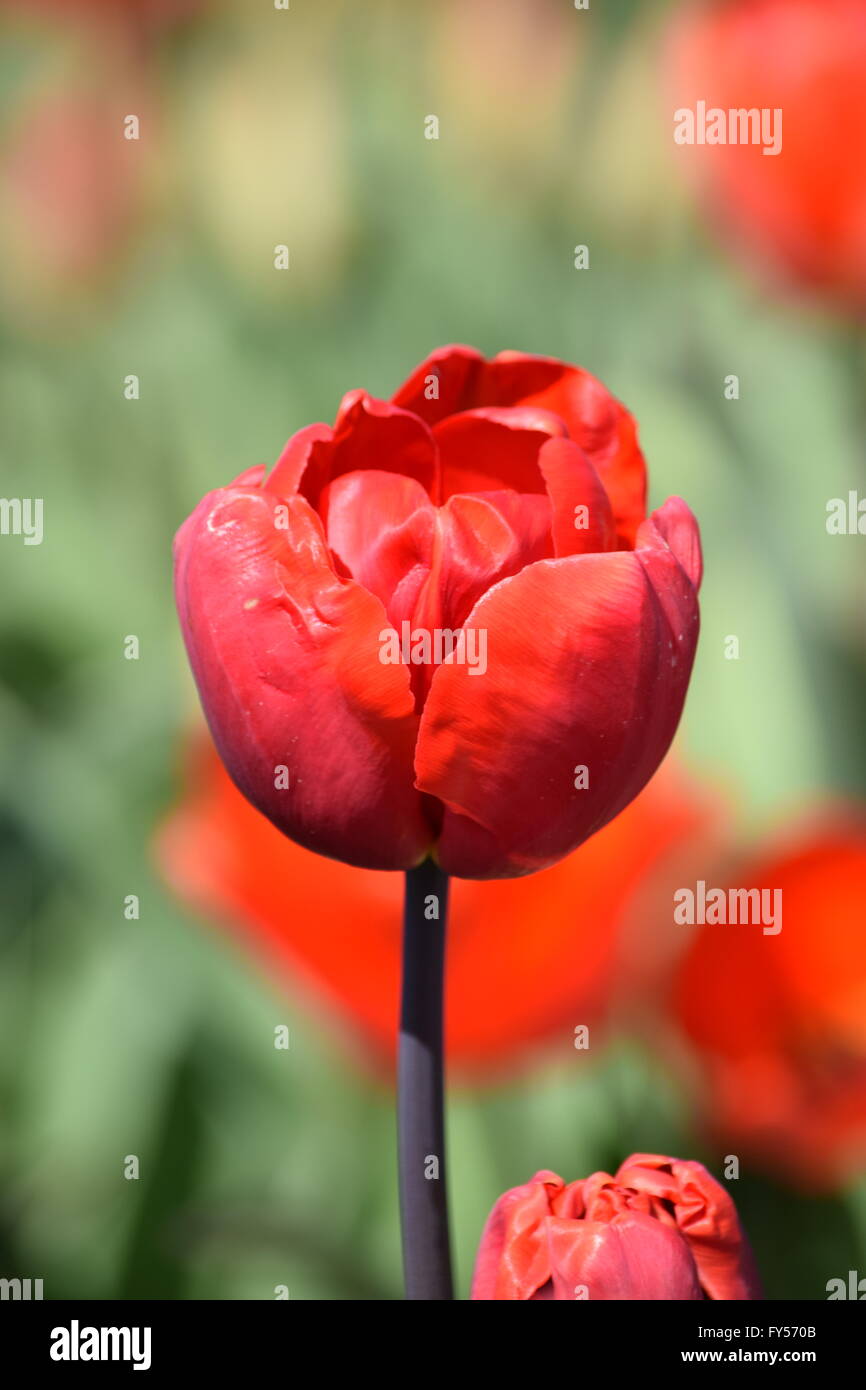 First touch garden hi-res stock photography and images - Alamy