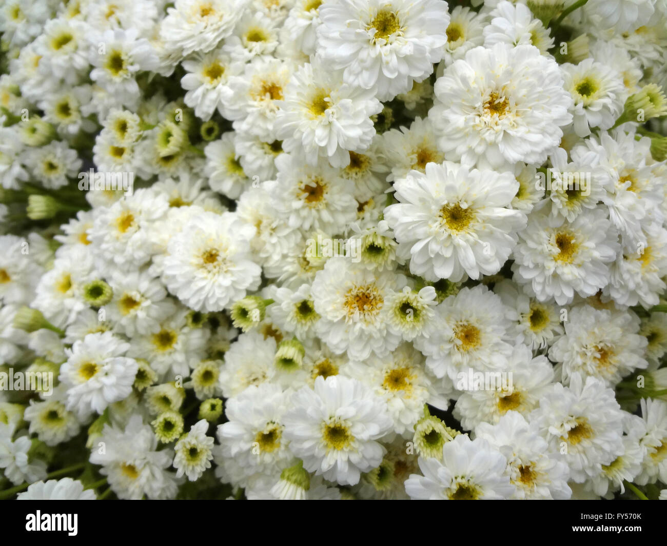 Matricaria flowers hi-res stock photography and images - Alamy