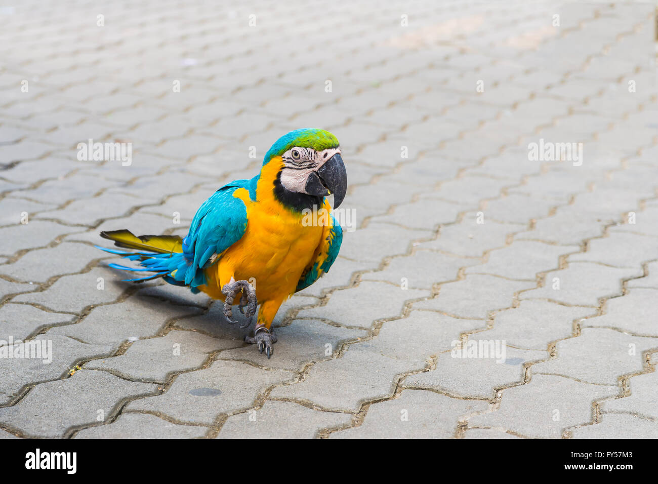 Macaw parrot on the floor, periodic food in mouth Stock Photo - Alamy