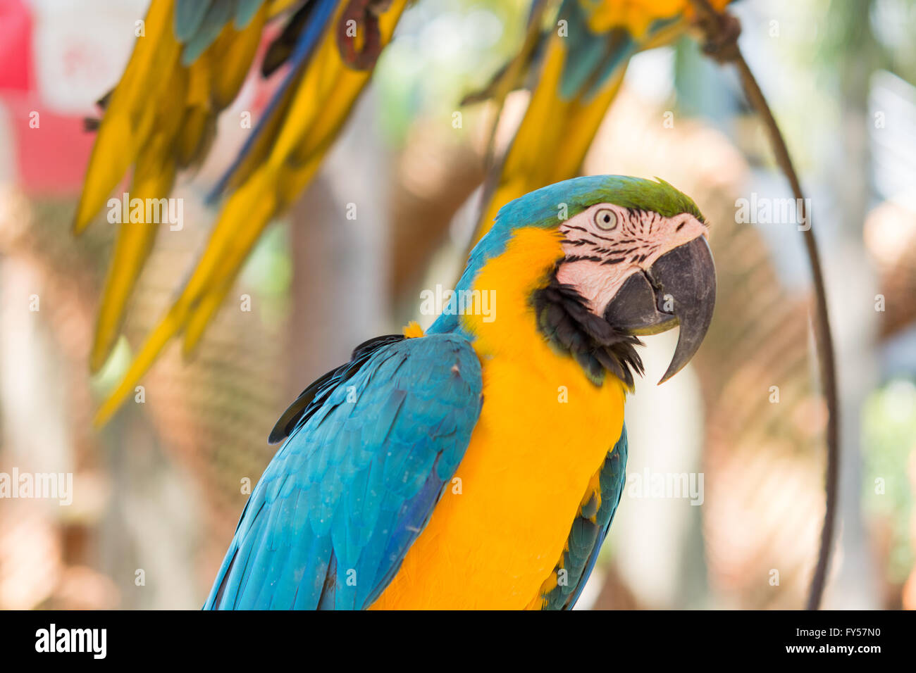 Macaw parrot on the floor, periodic food in mouth Stock Photo - Alamy