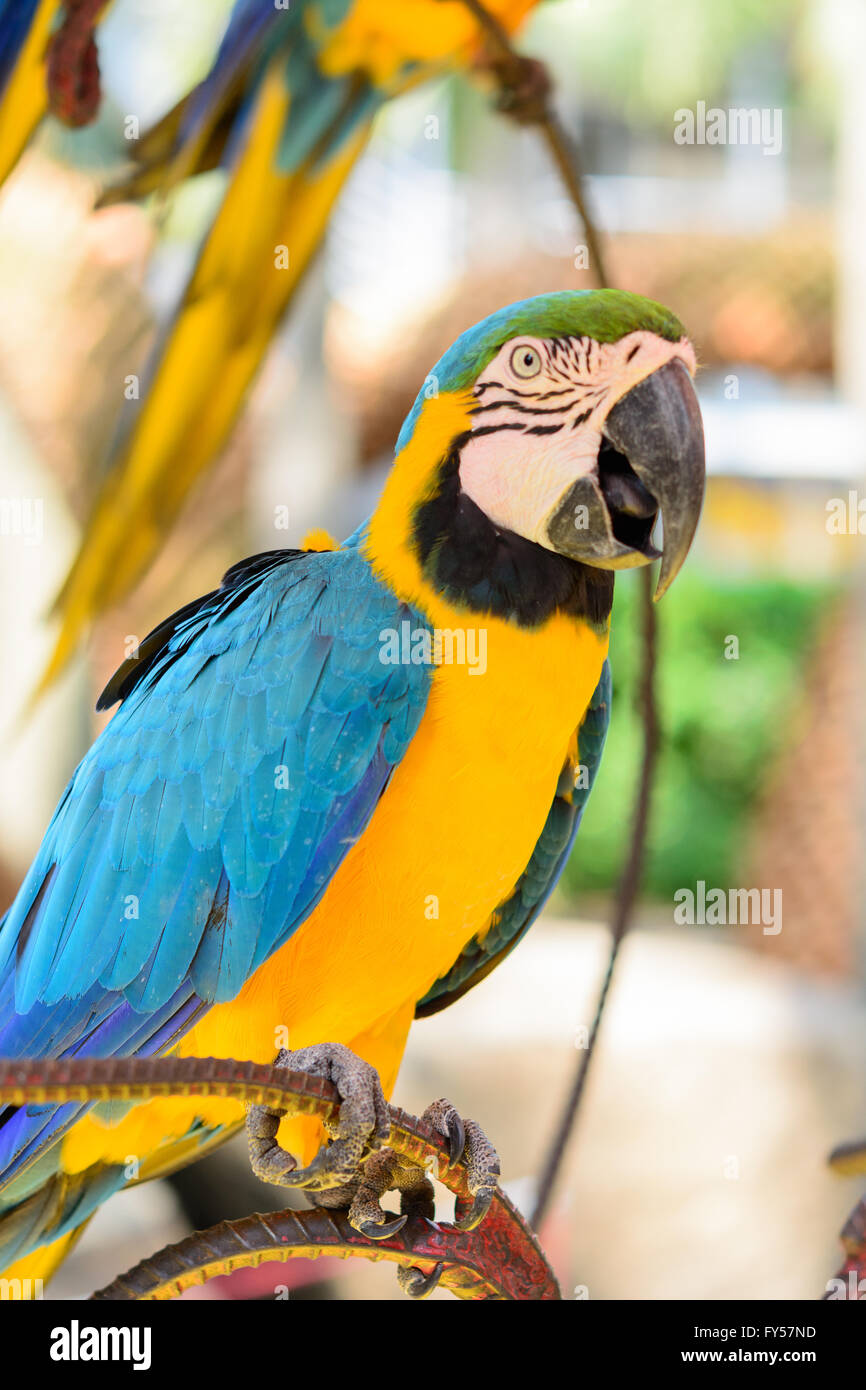 Macaw parrot on the floor, periodic food in mouth Stock Photo - Alamy