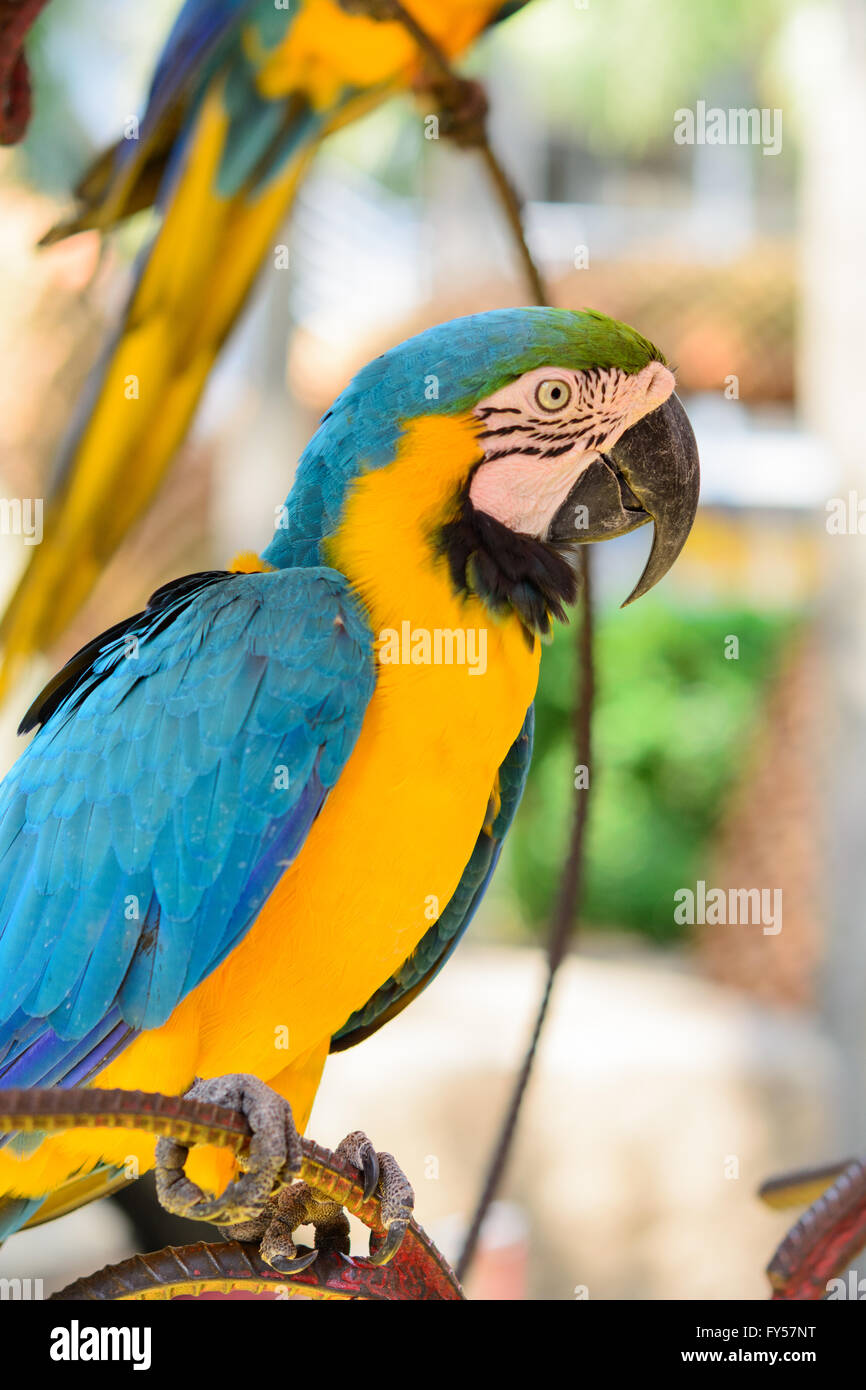 Macaw parrot on the floor, periodic food in mouth Stock Photo - Alamy