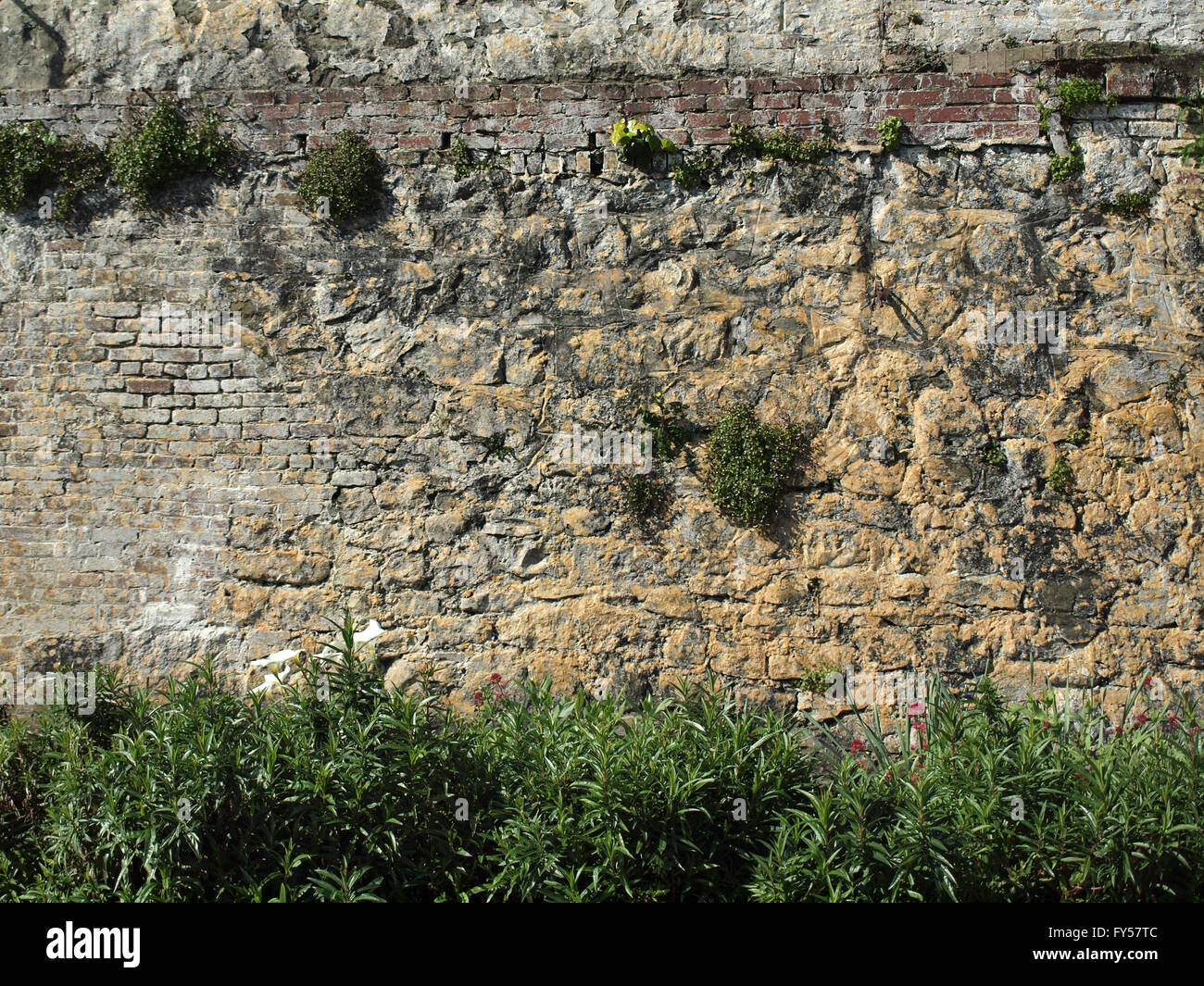 Green plants grows on old stone rock wall which is layers of different ...