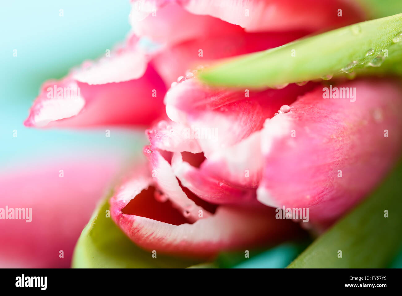 Spring Wet Tulips Close Up Stock Photo - Alamy