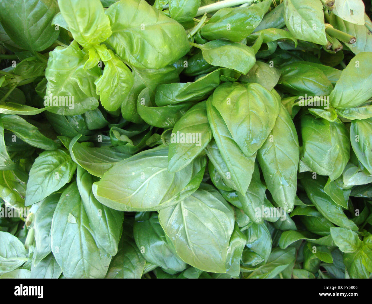 Piles of fresh basil leaves. background, texture Stock Photo - Alamy