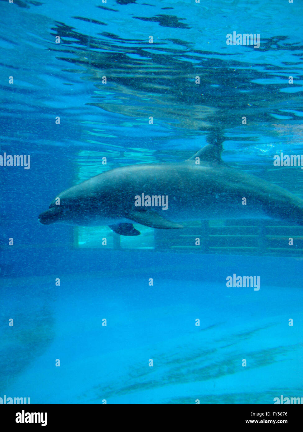 Dolphin swimming in the pool tank at Sea Life Park Oahu, Hawaii Stock ...