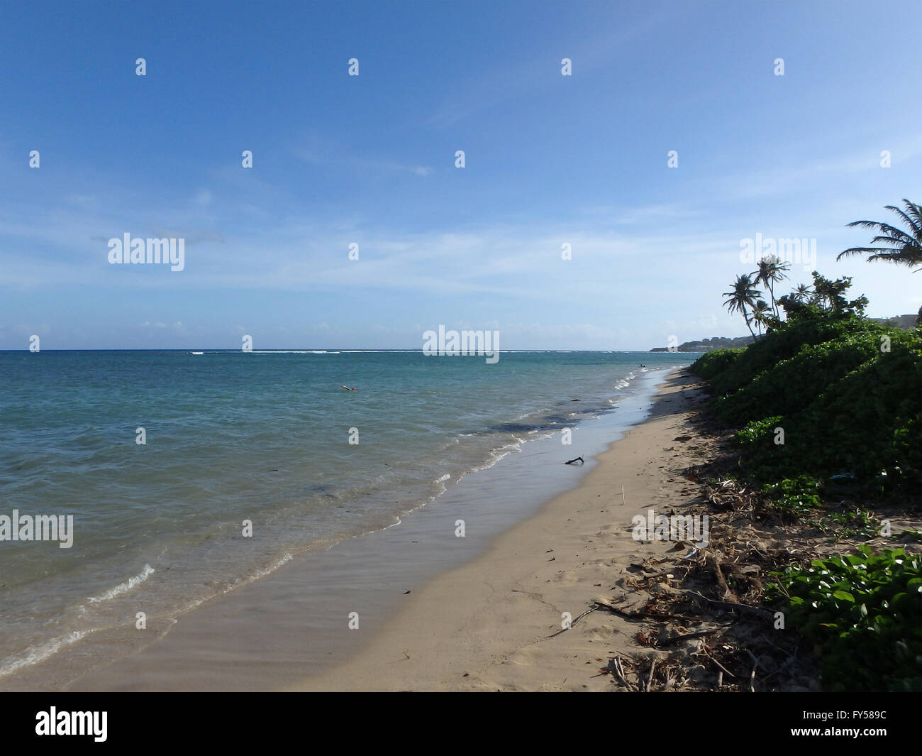 Coconut Trees and napakaa plants line Kahala Beach with sparse clouds ...