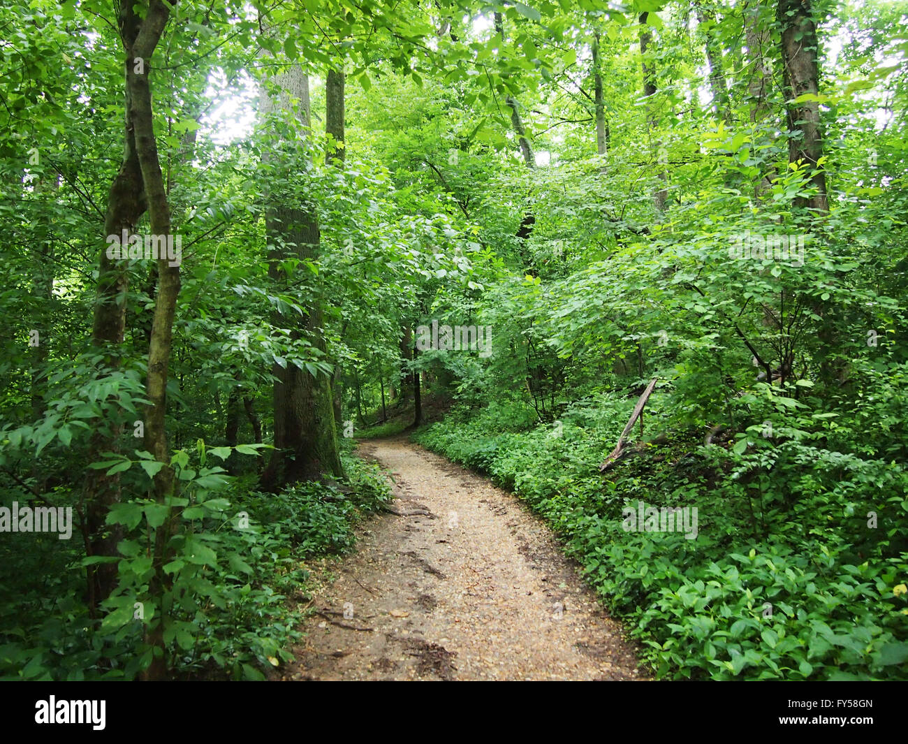 Dirt Path surrounded by trees in Forest in Rock Creek Park, Washington ...