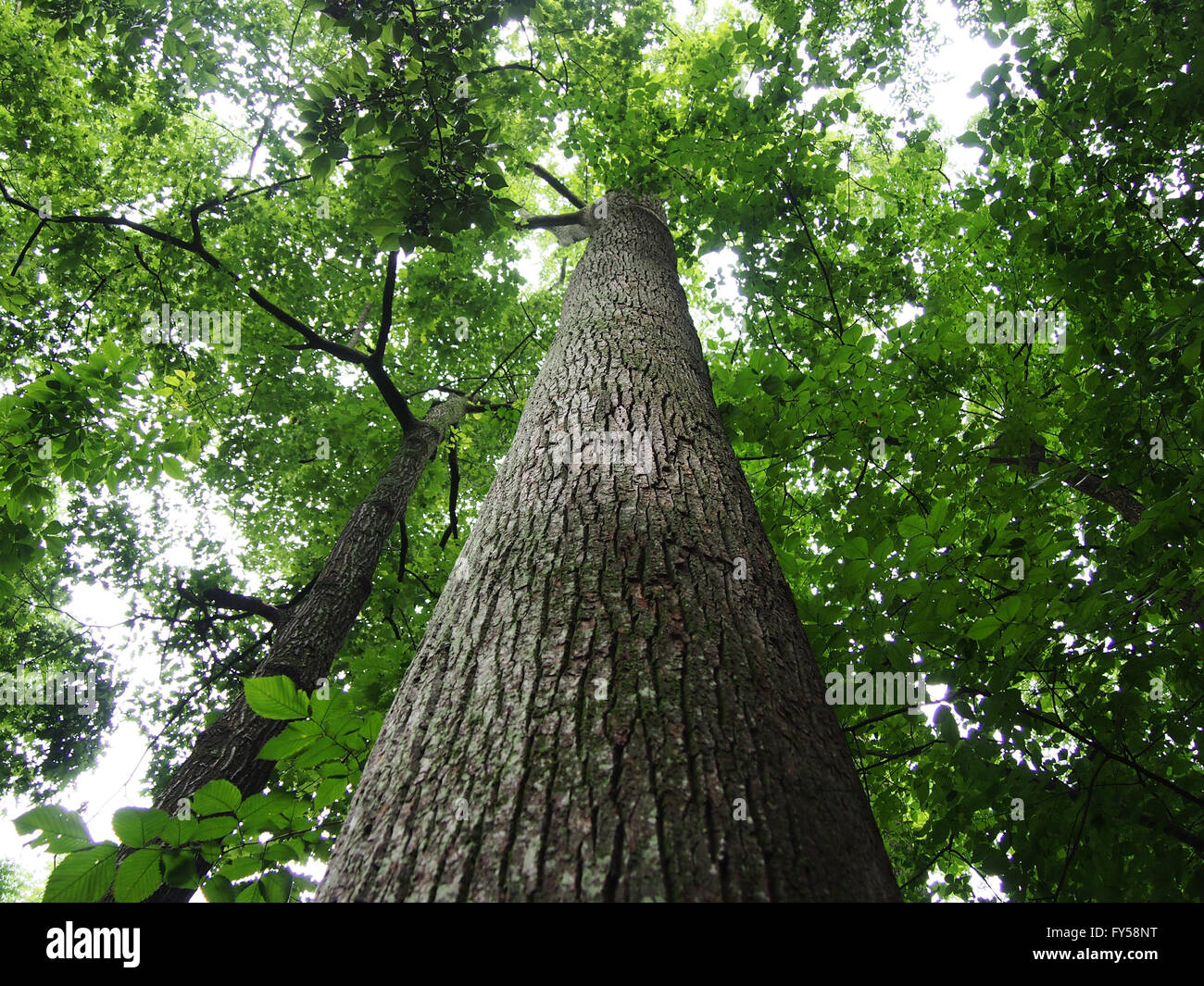 Looking up at tall trees in forest as sun shines through the canopy of ...