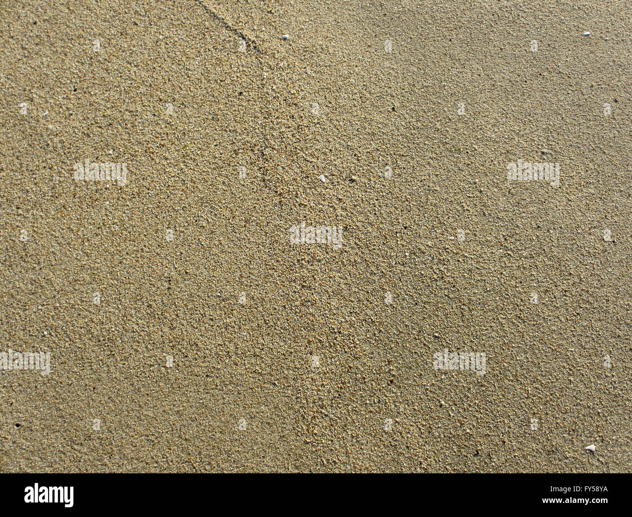 Moon shells hi-res stock photography and images - Alamy