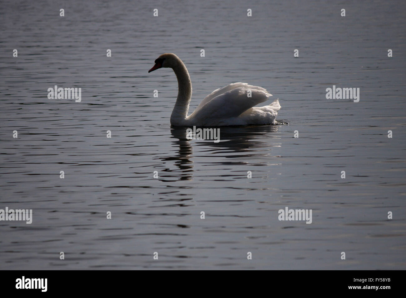 Schwan hi-res stock photography and images - Alamy