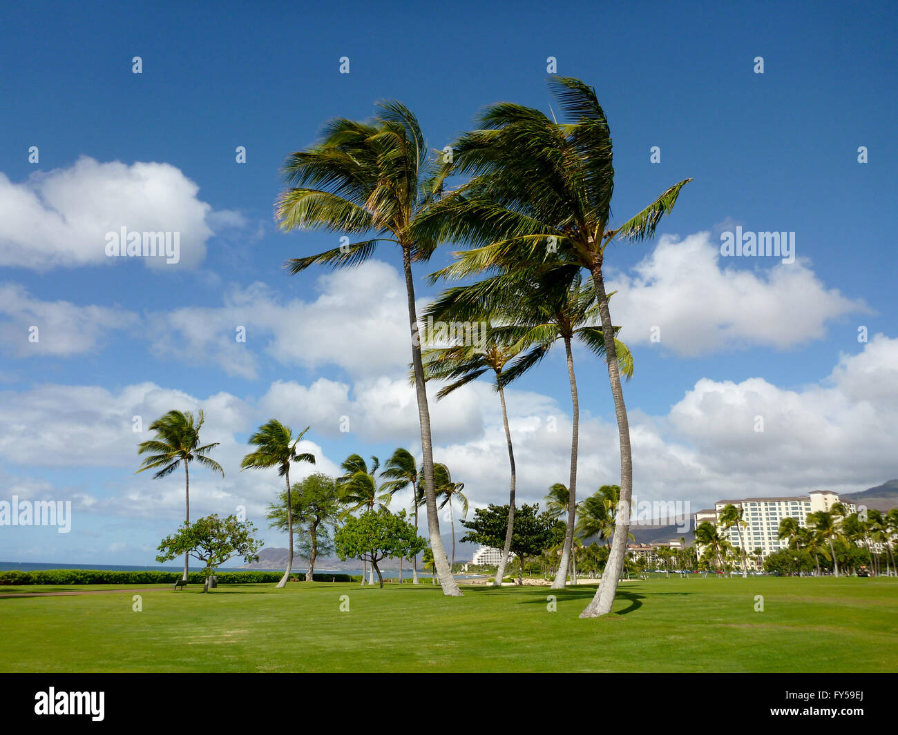 Coconut in hawaii hi-res stock photography and images - Alamy