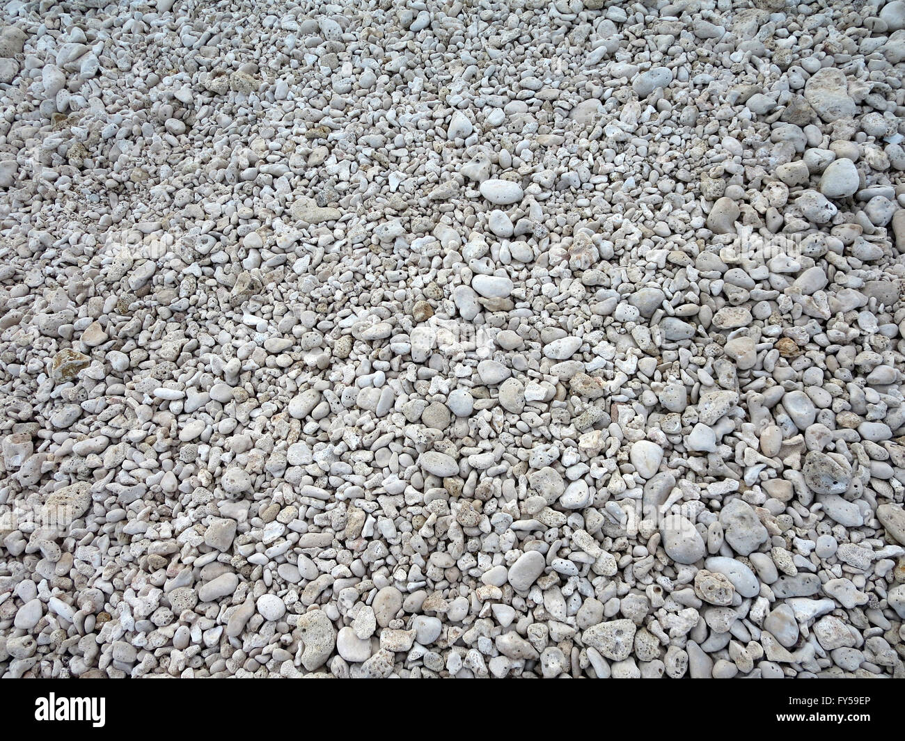 Cluster of Small White Coral rocks texture background Oahu, Hawaii ...