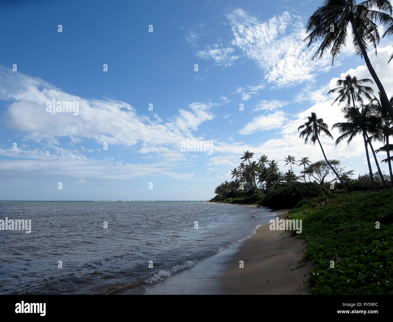 Coconut Trees line Kahala Beach with sparse clouds on a beautiful day ...