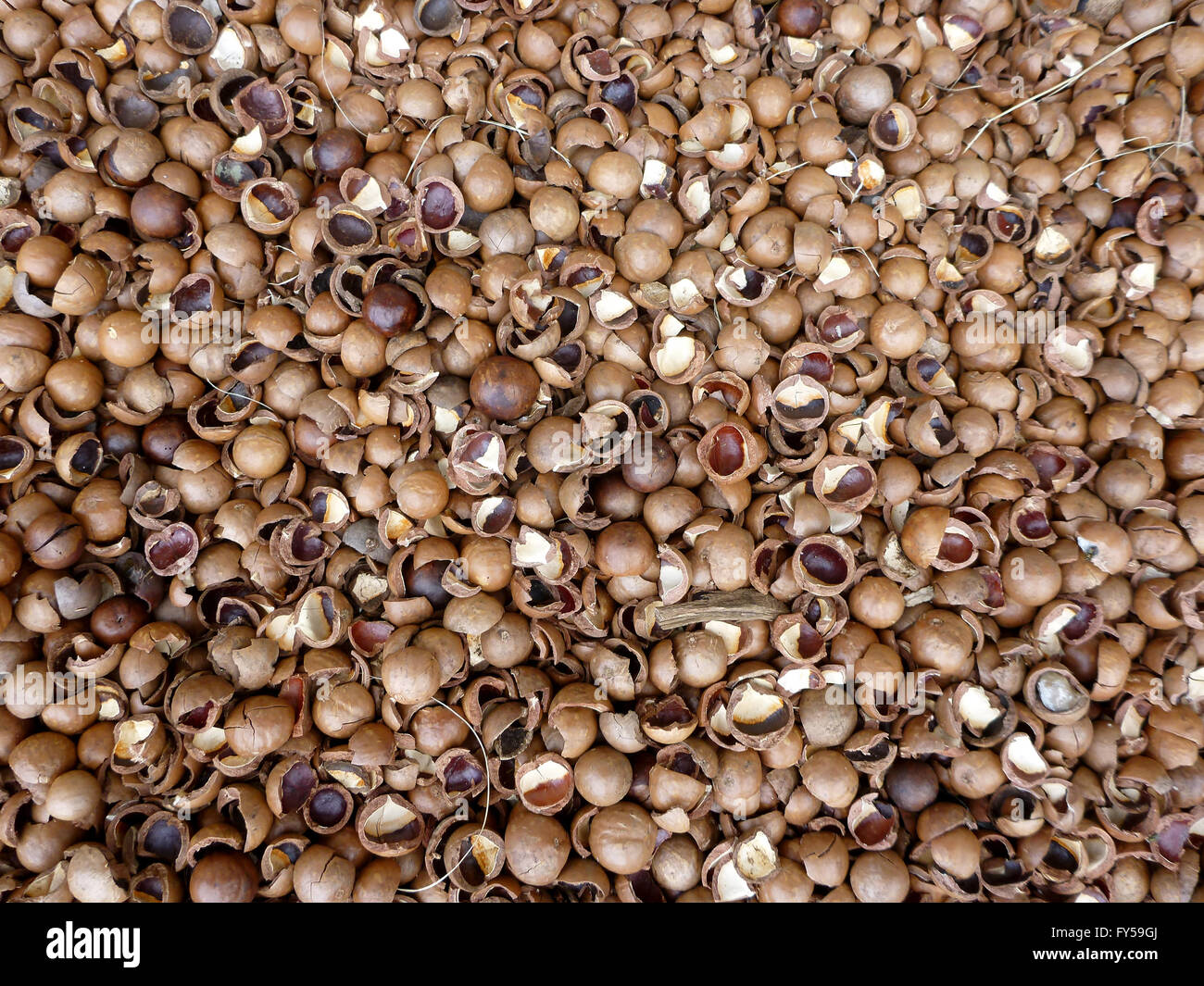 Close-up of large pile of macadamia nuts cracked shells making a ...