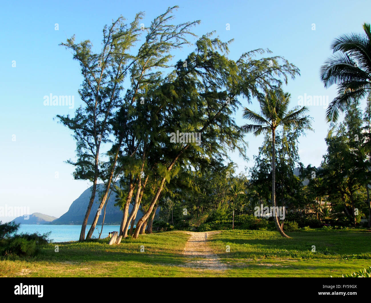 Sand Pathway leading to the ocean surrounded by grass, plant, and trees ...