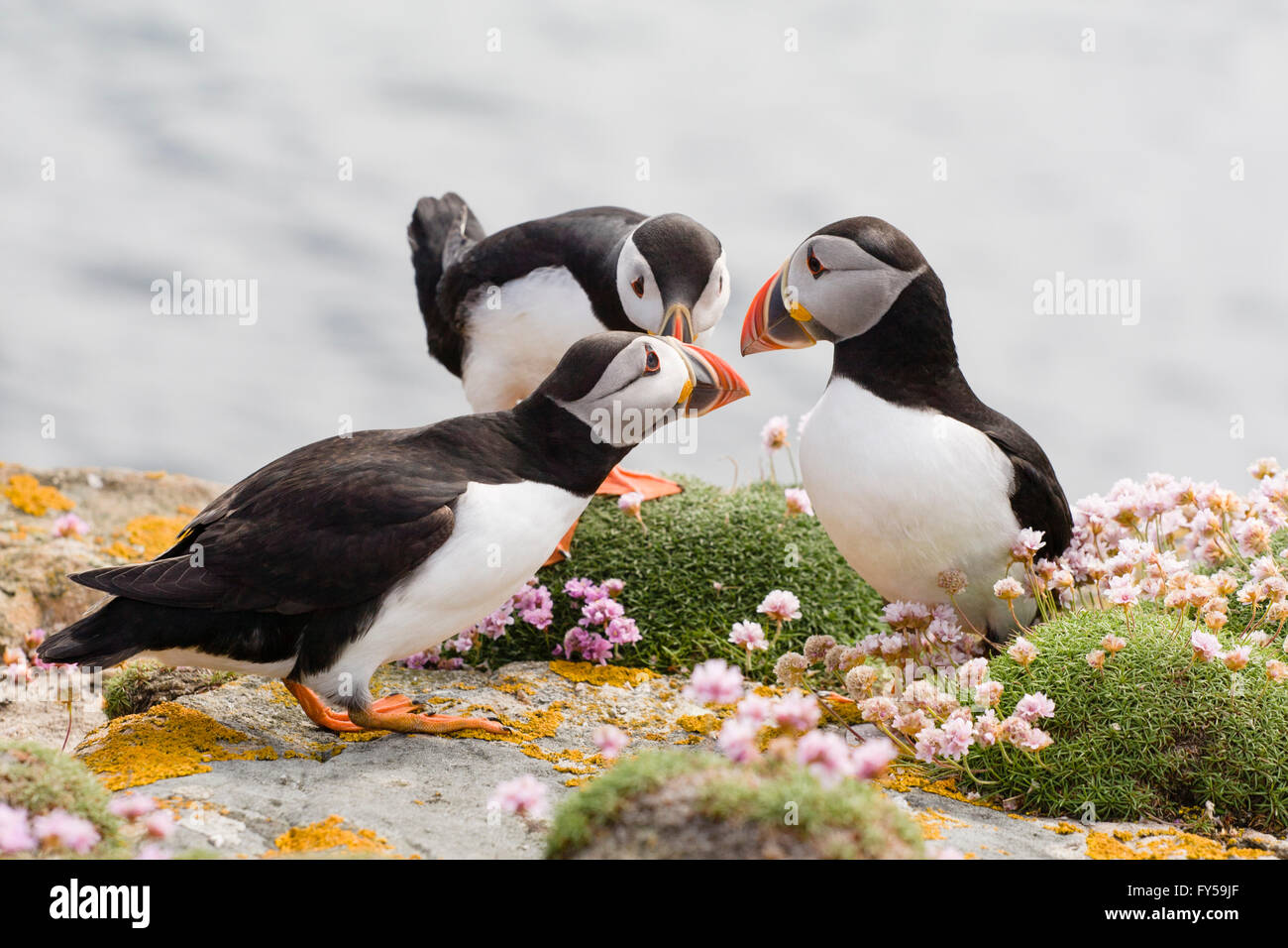 Atlantic puffins (Fratercula arctica) beak tapping, Fair Isle, Shetland ...