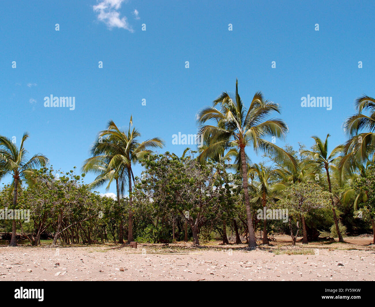 Coconut trees on beach hi-res stock photography and images - Alamy