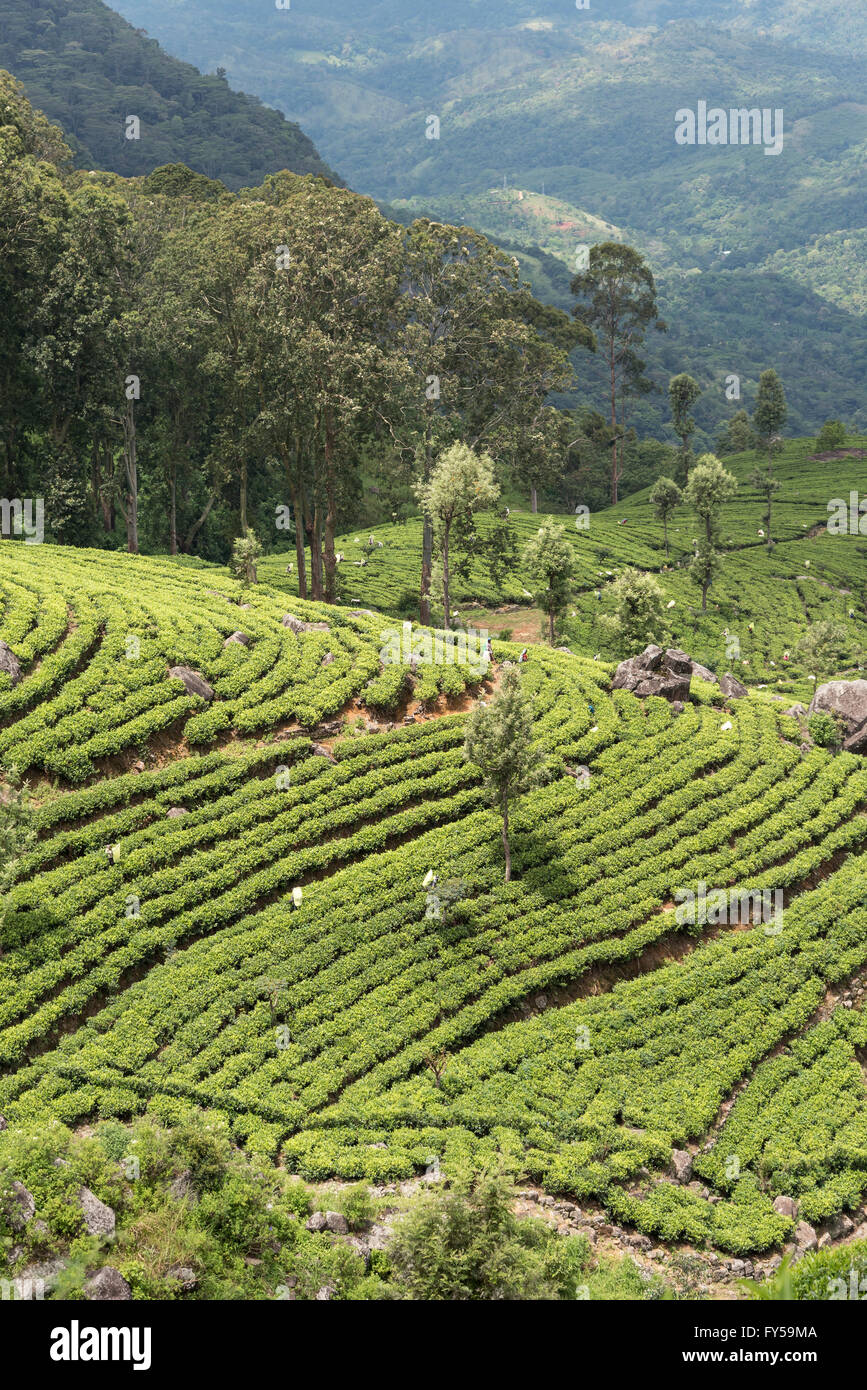Tea Estate Sri Lanka Stock Photos & Tea Estate Sri Lanka Stock Images ...