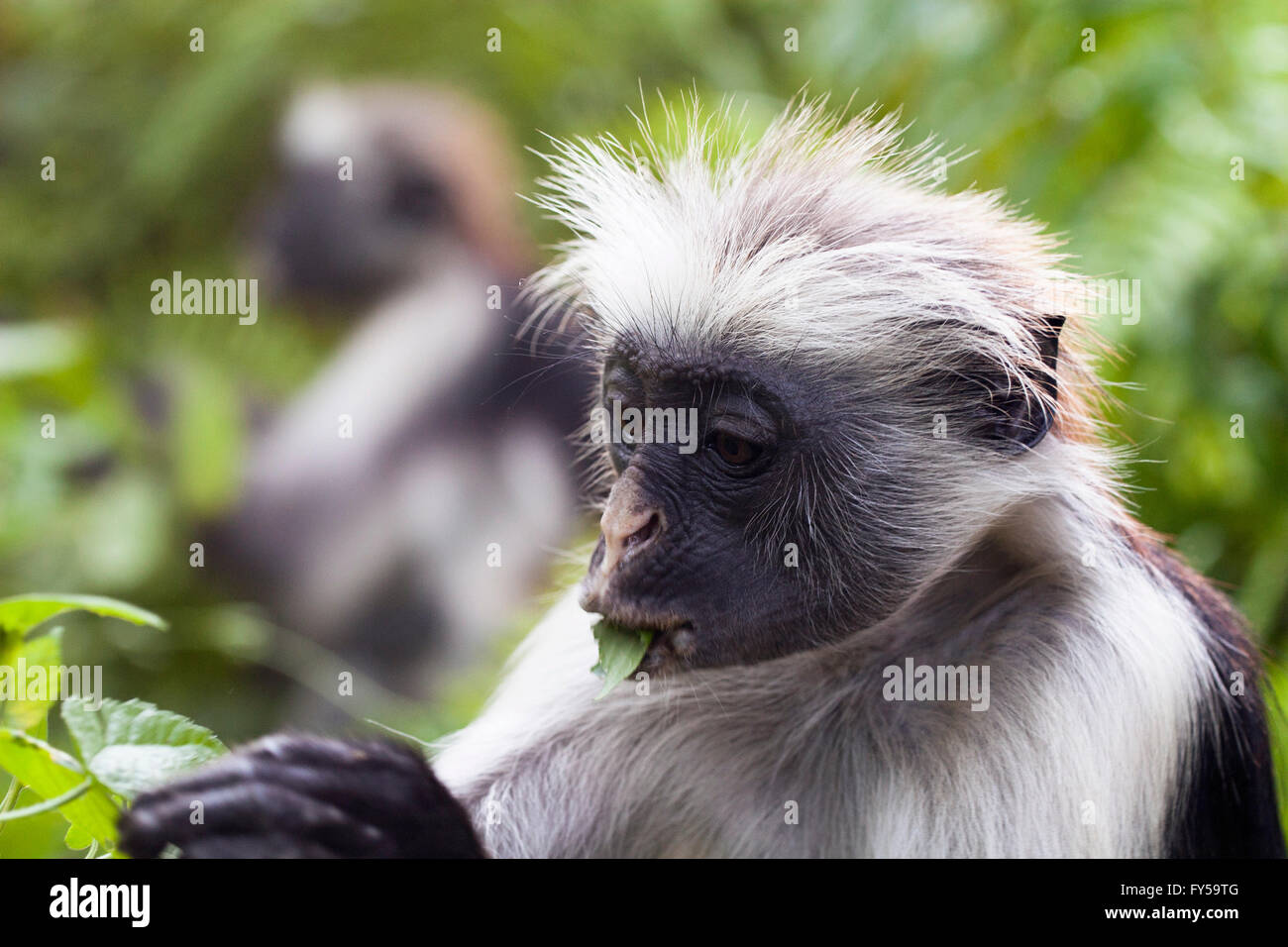 Zanzibar red colobus (Procolobus kirkii), in Jozani Chwaka Bay National ...