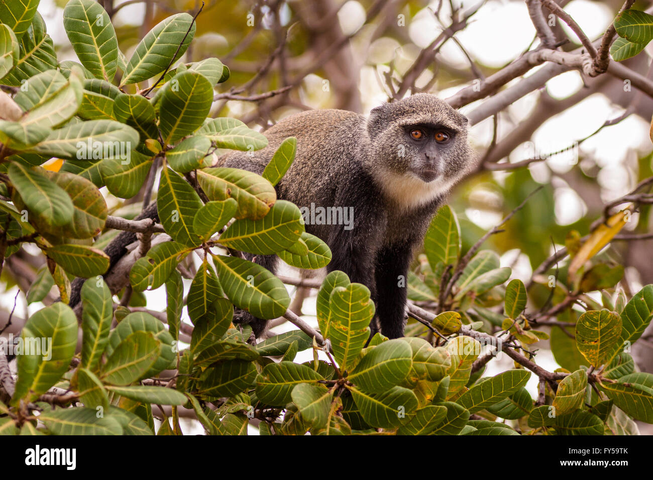 Blue monkey (Cercopithecus mitis), Mafia Island, Tanzania Stock Photo ...