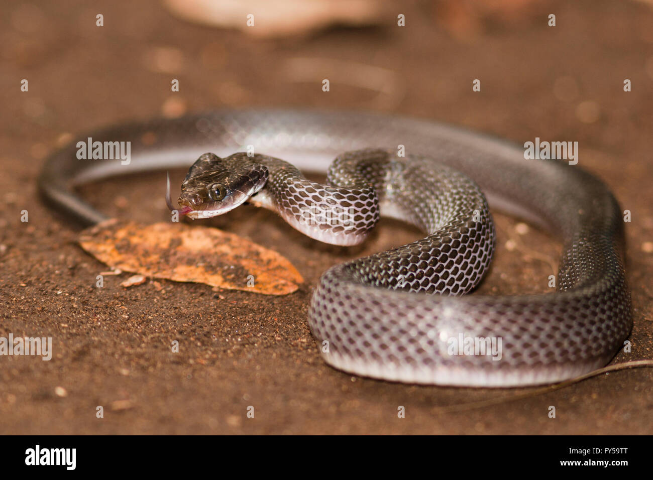 White lipped herald snake hi-res stock photography and images - Alamy