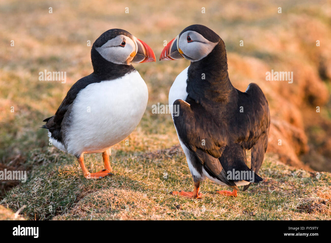 Atlantic puffins (Fratercula arctica) beak tapping, Fair Isle, Shetland ...