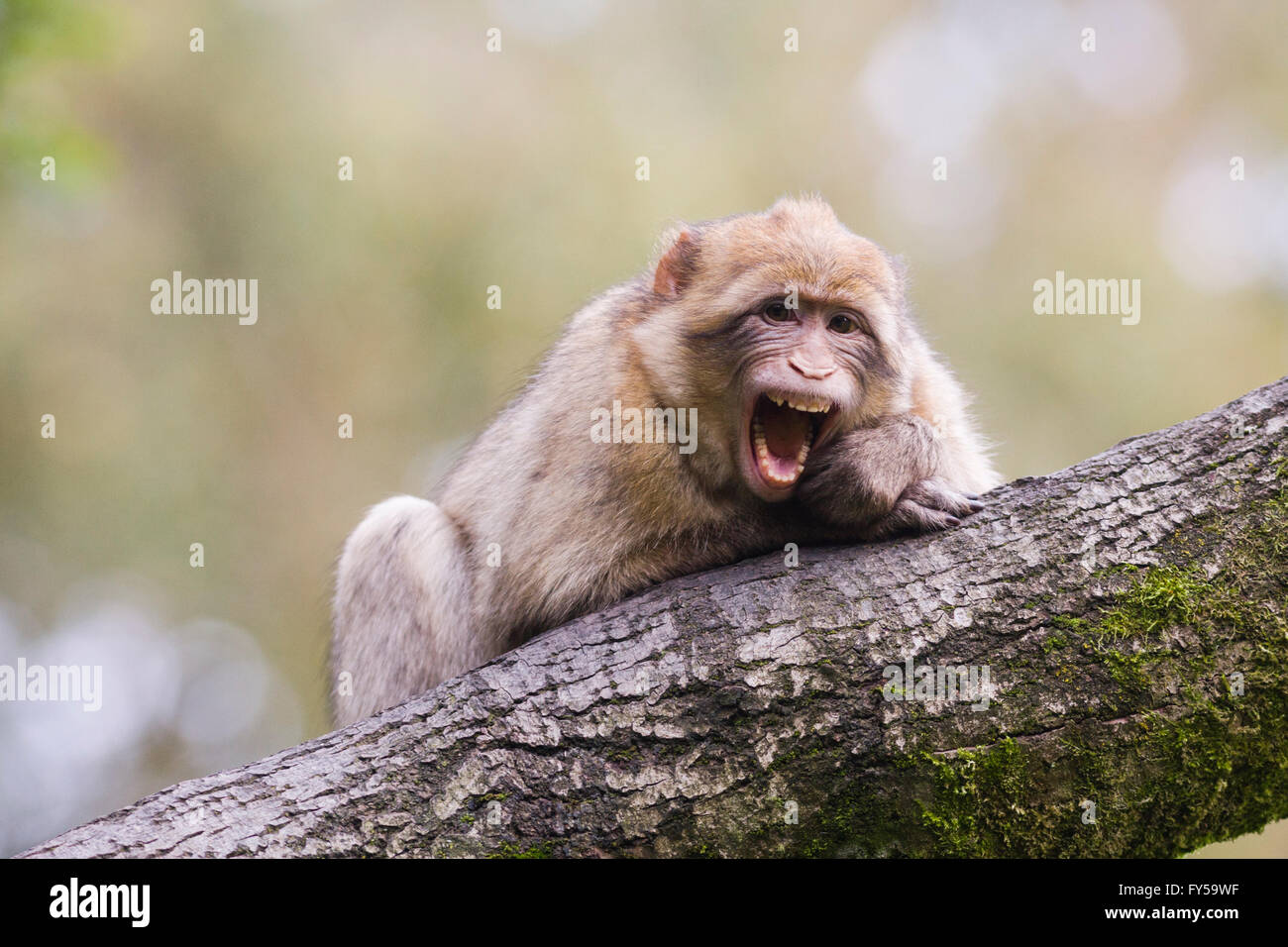 Monkey tired hi-res stock photography and images - Alamy